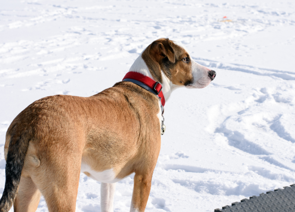 A Look Back At 2021 At Hill Country Veterinary Surgical Specialty | Hill Country Veterinary ...