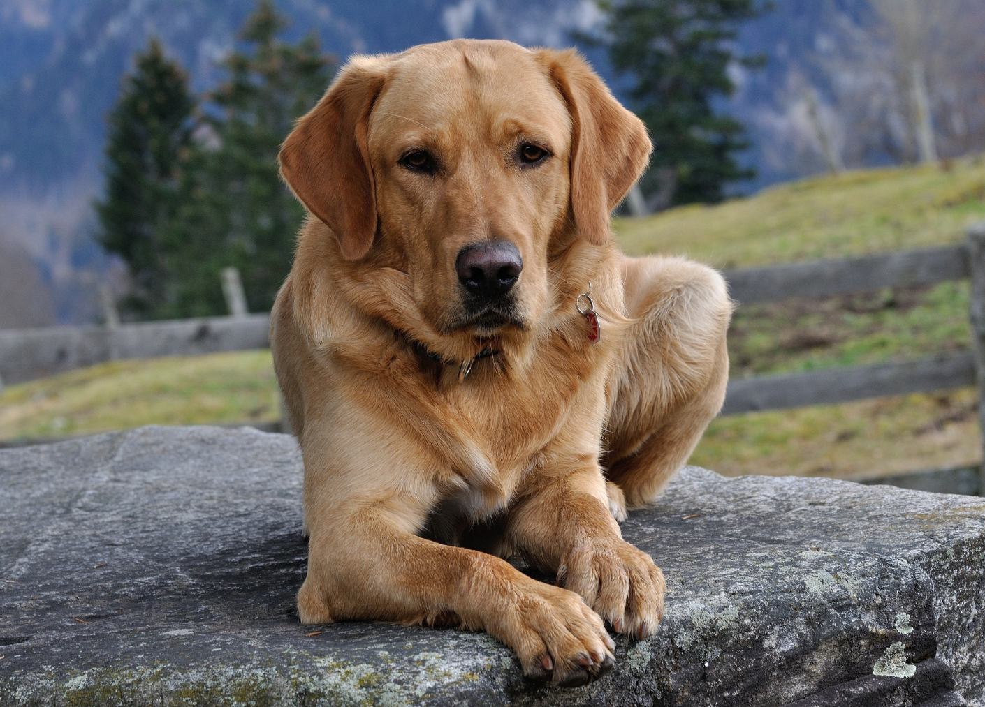 Abbey Came From Baltimore To Have Open Chest Surgery | Hill Country ...